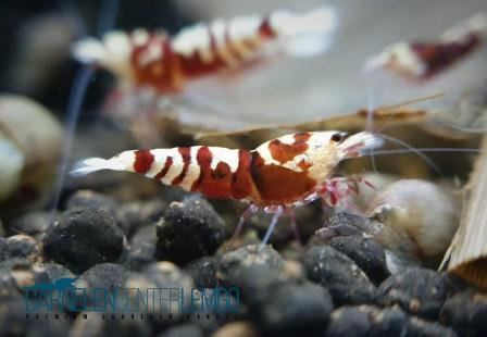 Skyfish Galaxy Tiger Pinto - Grade S / Low Grade