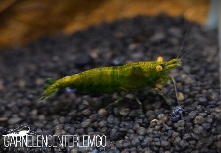 Green Jade OE/AE Garnele - "Green Demon" Garnele - DNZ