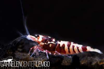 Caridina Garnelen aus eigener Nachzucht | Garnelencenter Lemgo