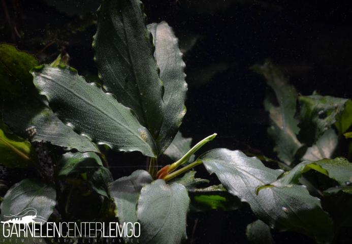 Bucephalandra Green Blue Violett, submers, Rhizom | Garnelencenter Lemgo