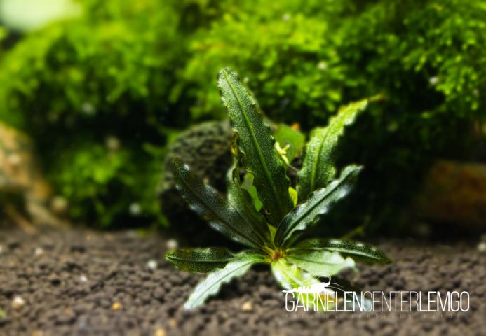 Bucephalandra sp. Velvet Tricolor - submers - Rhizom