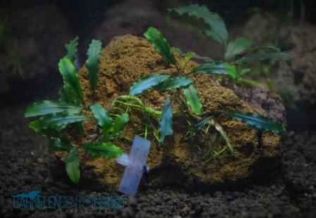 Bucephalandra Super Blue Typ3 Rhizom | Garnelencenter Lemgo