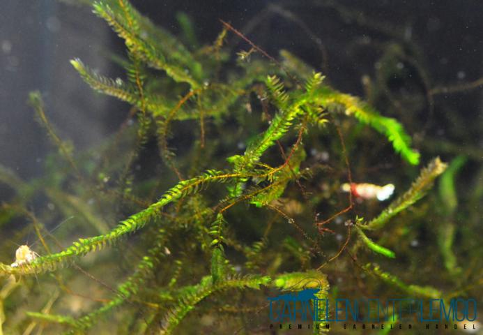 Fontinalis antipyretica Quellmoos - Großes Wassermoos