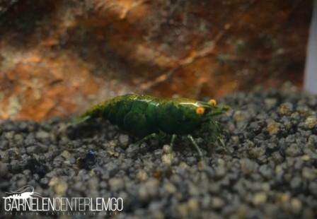 Green Jade OE/AE Garnele - "Green Demon" Garnele - DNZ