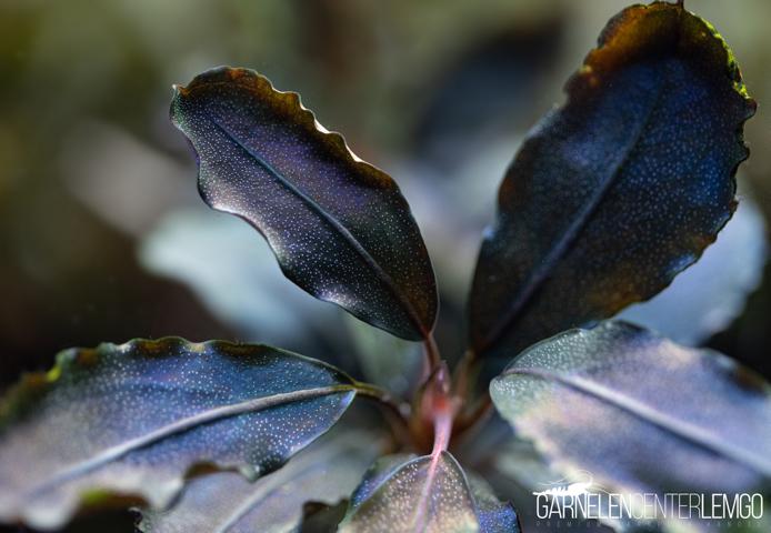Bucephalandra sp. Metallic Blue - submers - Rhizom