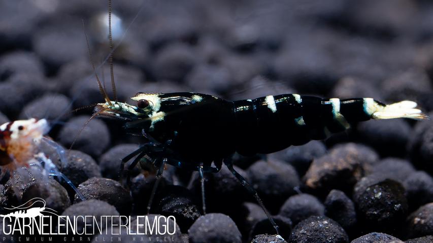 Pinto Tiger Black - Grade A/S - DNZ | Garnelencenter Lemgo