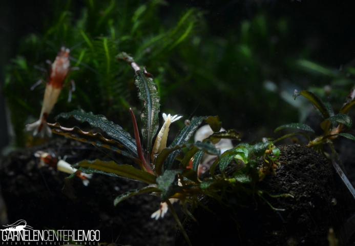 Bucephalandra Belindae, submers, Rhizom | Garnelencenter Lemgo EN