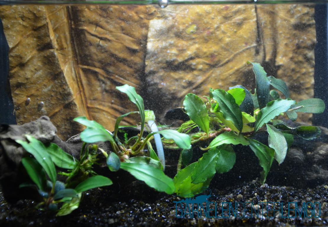 Bucephalandra Brownie Helena - Submers Rhizom | Garnelencenter Lemgo