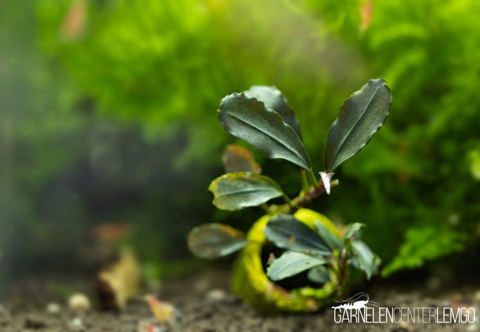 Bucephalandra sp. Brownie Brown submers - Rhizom