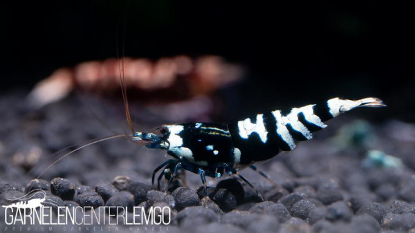 Pinto Mosura Tiger Black - Grade SS / Mid Grade- DNZ