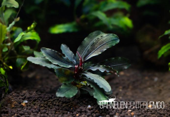 Bucephalandra sp. Pink Martini - submers - Rhizom