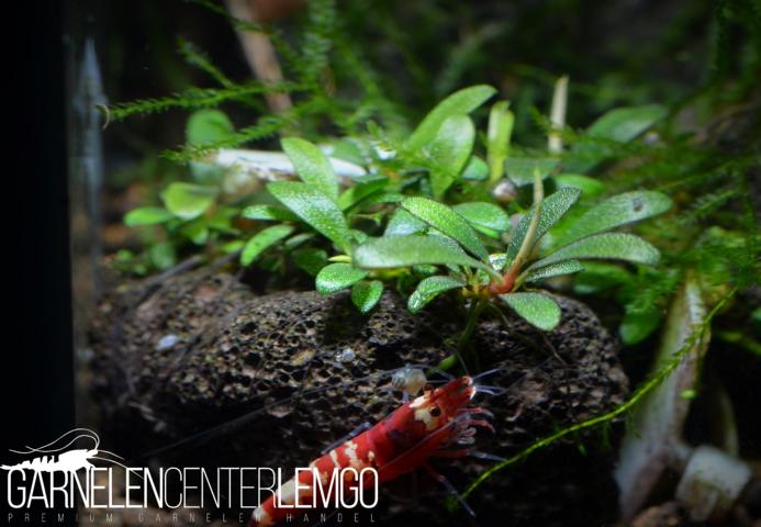 Bucephalandra Super Mini, submers, Rhizom | Garnelencenter Lemgo