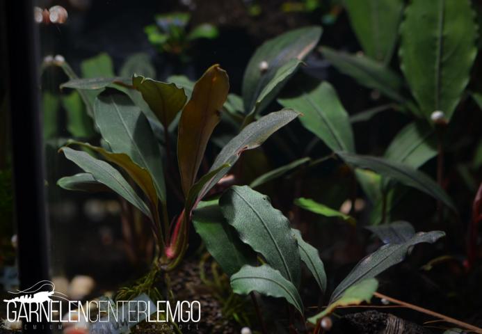 Bucephalandra Sp. Red Under, submers, Rhizom | Garnelencenter Lemgo