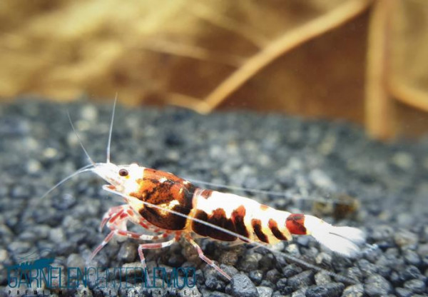 Skyfish Galaxy Tiger Pinto - Grade S / Low Grade