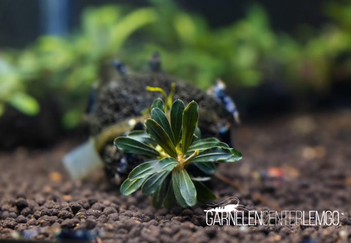 Bucephalandra Rhizome | Pflanzen/Moose | Garnelencenter Lemgo