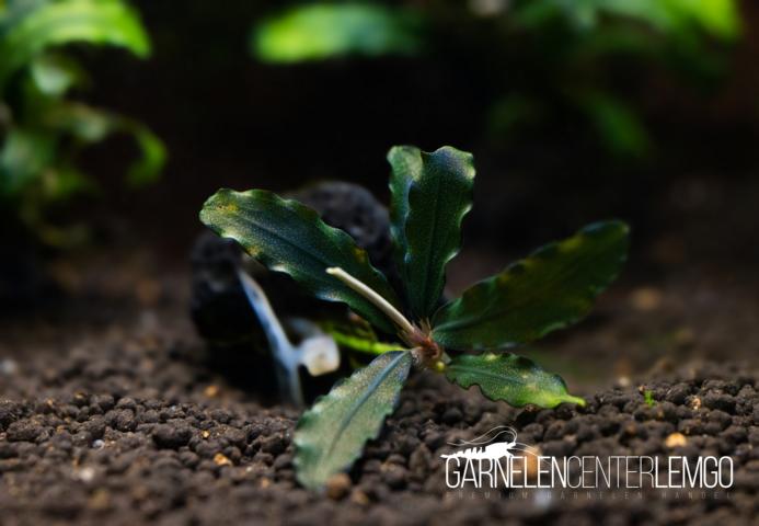 Bucephalandra sp. Brown Spot - submers - Rhizom