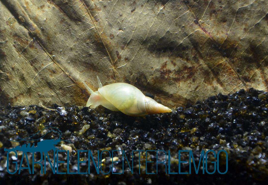 Spitzschlammschnecke - Lymnaea stagnalis