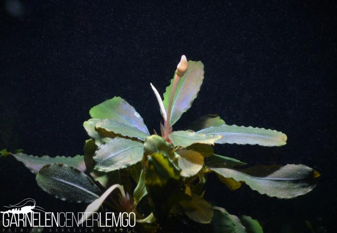 Bucephalandra Red Blue Violet, submers, Rhizom | Garnelencenter Lemgo