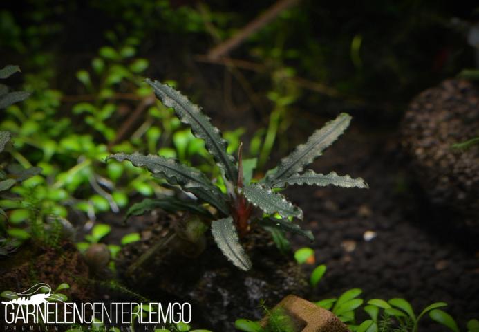 Bucephalandra sp. Pygmae Artemis - submers - Rhizom