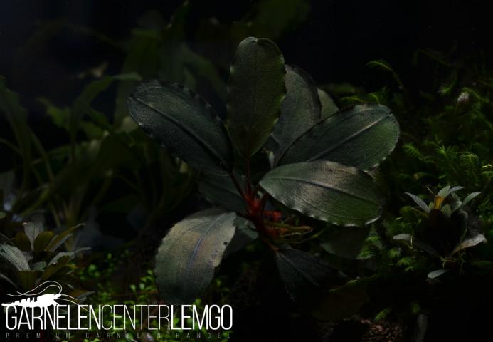 Bucephalandra sp. Red Blade - submers - Rhizom