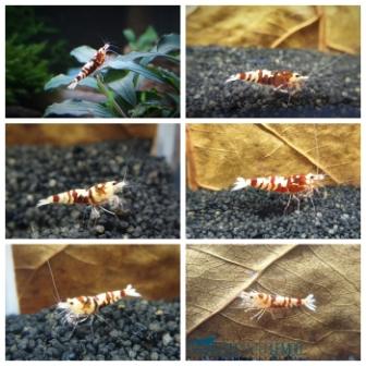 Pinto Mosura Tiger & Galaxy Tiger Pinto | Garnelencenter Lemgo