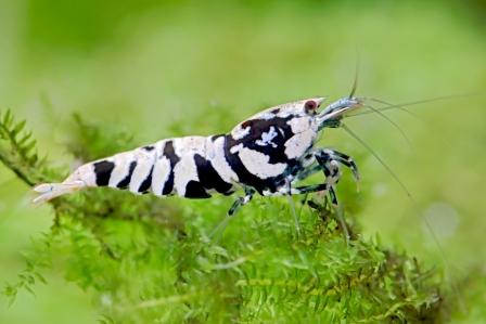 Pinto Mosura Tiger Black - Grade SSS / High Grade- DNZ | Garnelencenter ...